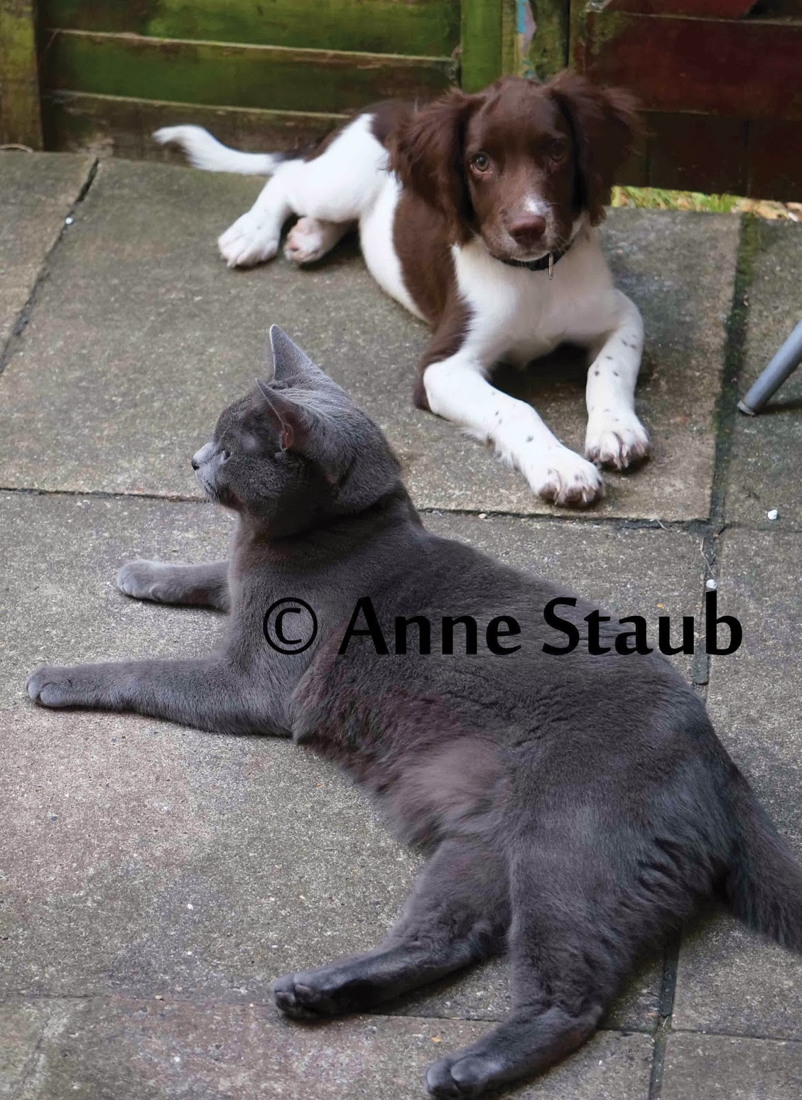 Anne Staub Photography: English Springer Spaniel and Russian Blue cats