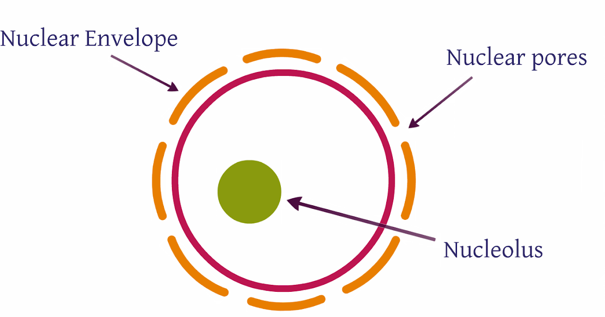 A-Level Biology: Organelles - The Nucleus