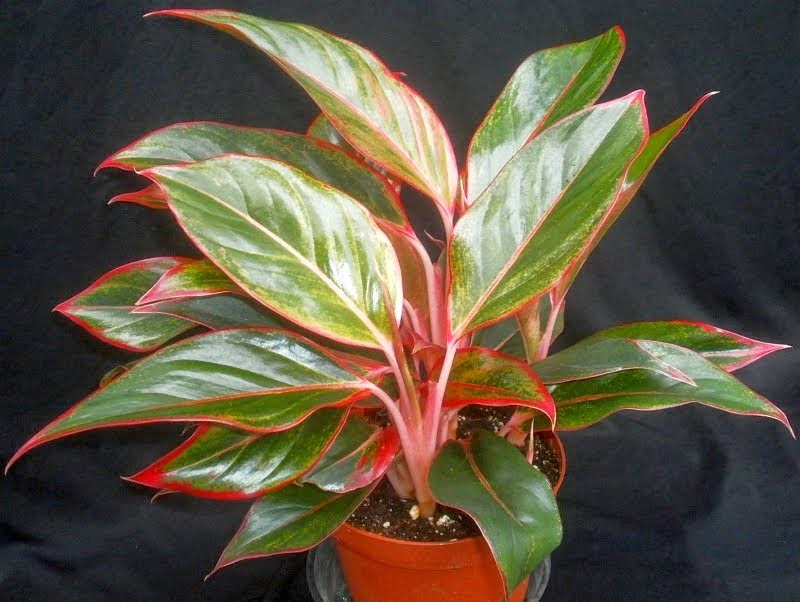 Koleksi Tanaman Hias: Aglaonema Lipstik