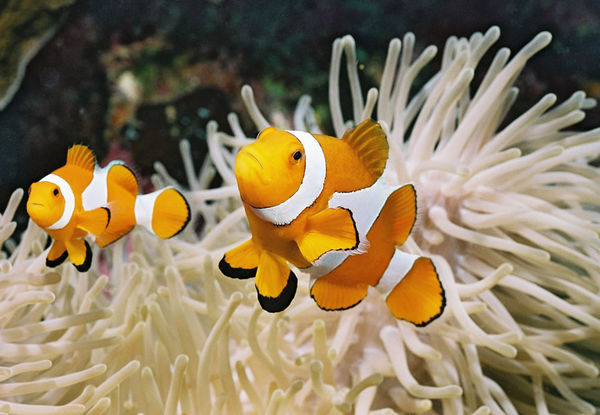 Ciencias de la Tierra y M.Ambientales: mayo 2012