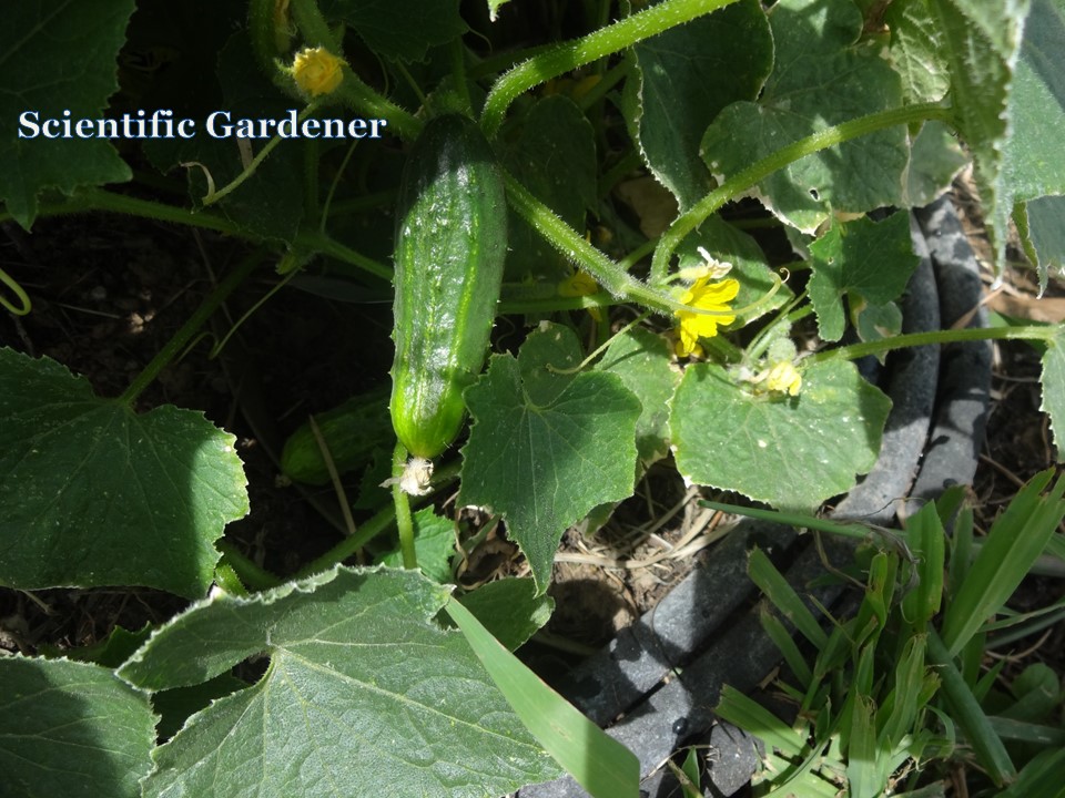 The Scientific Gardener: Little Leaf Cucumbers in Northern California