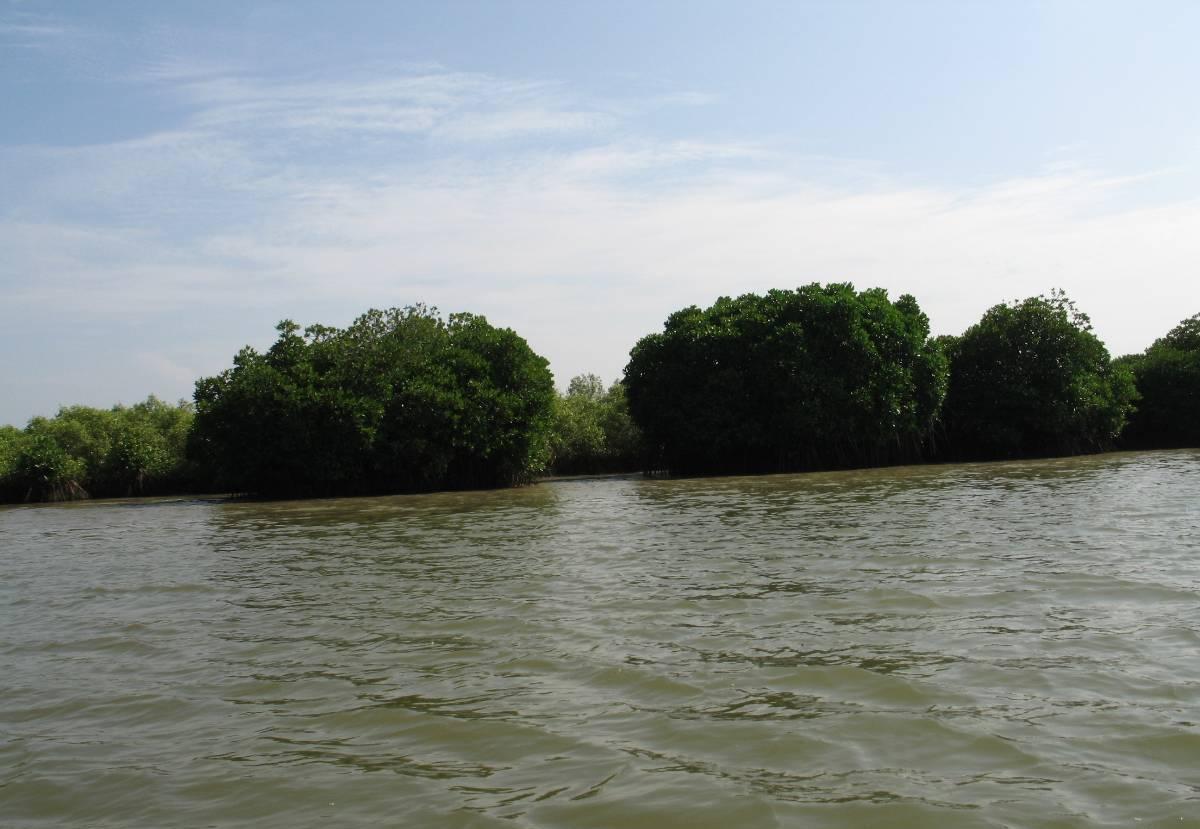 Tamilnadu Tourism: PICHAVARAM