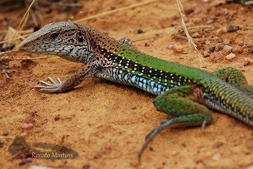 Animais da Caatinga: Calango Verde da Caatinga