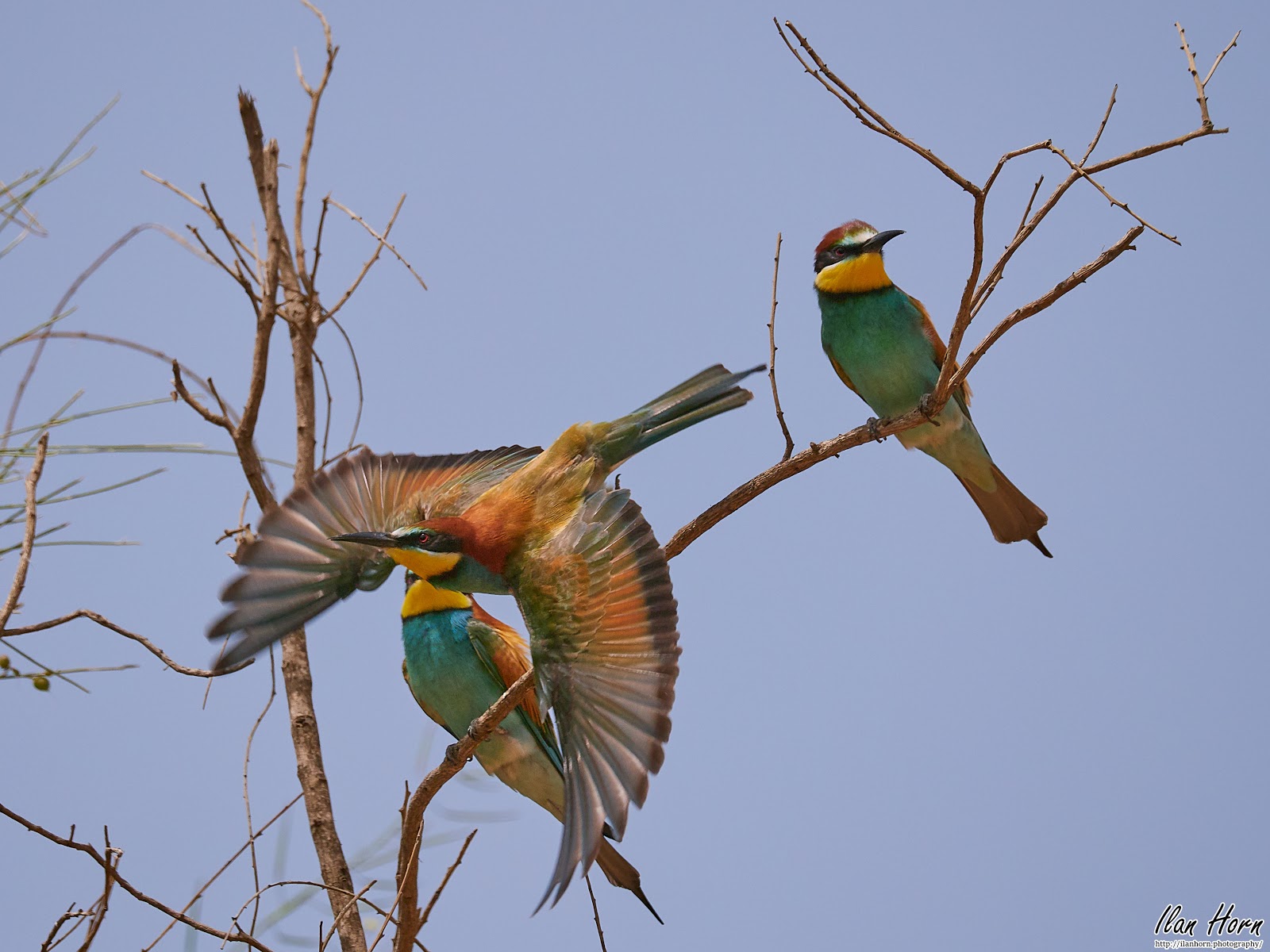 European Bee-Eaters