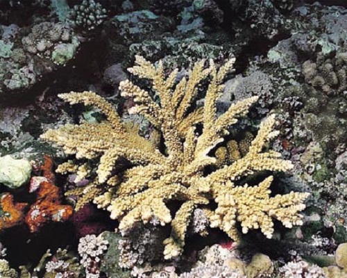 Batu Karang Coral ID Acropora Austera - CINTA LAUT