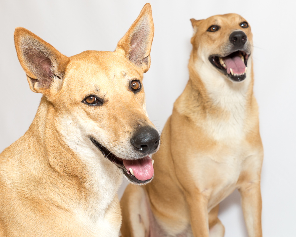 Available Dogs: Red & River - 4 year old, bonded male and female ...