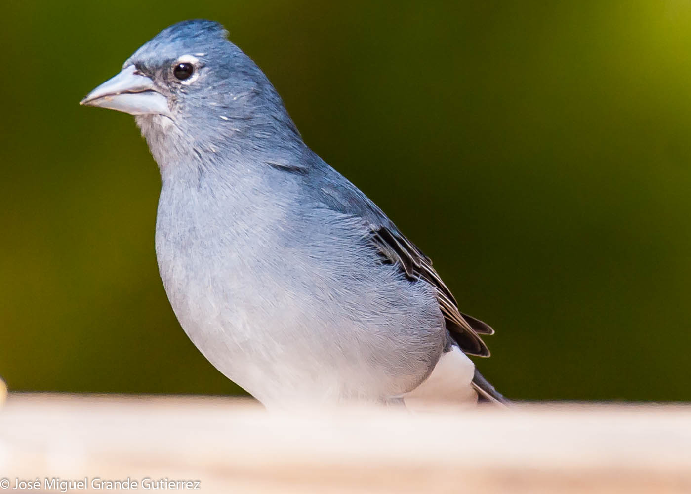 AVECEDARIO2016-UN MUNDO MARAVILLOSO: Pinzón Azul del Teide- Fringilla ...