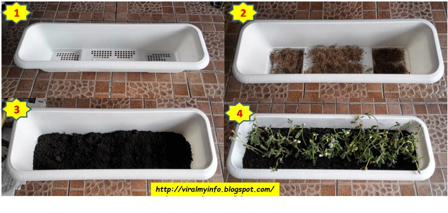 Cara Menanam Bunga Ros Jepun | PeNa KLaSIK.Com