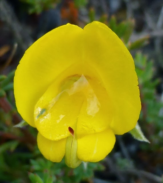 ANPS goes North (in terms of Monga NP): Mainly Flowering plants