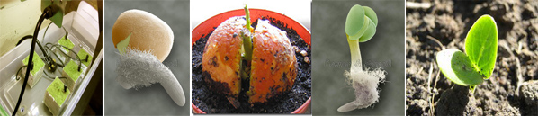 Science Technology: Seed to a seedling stage