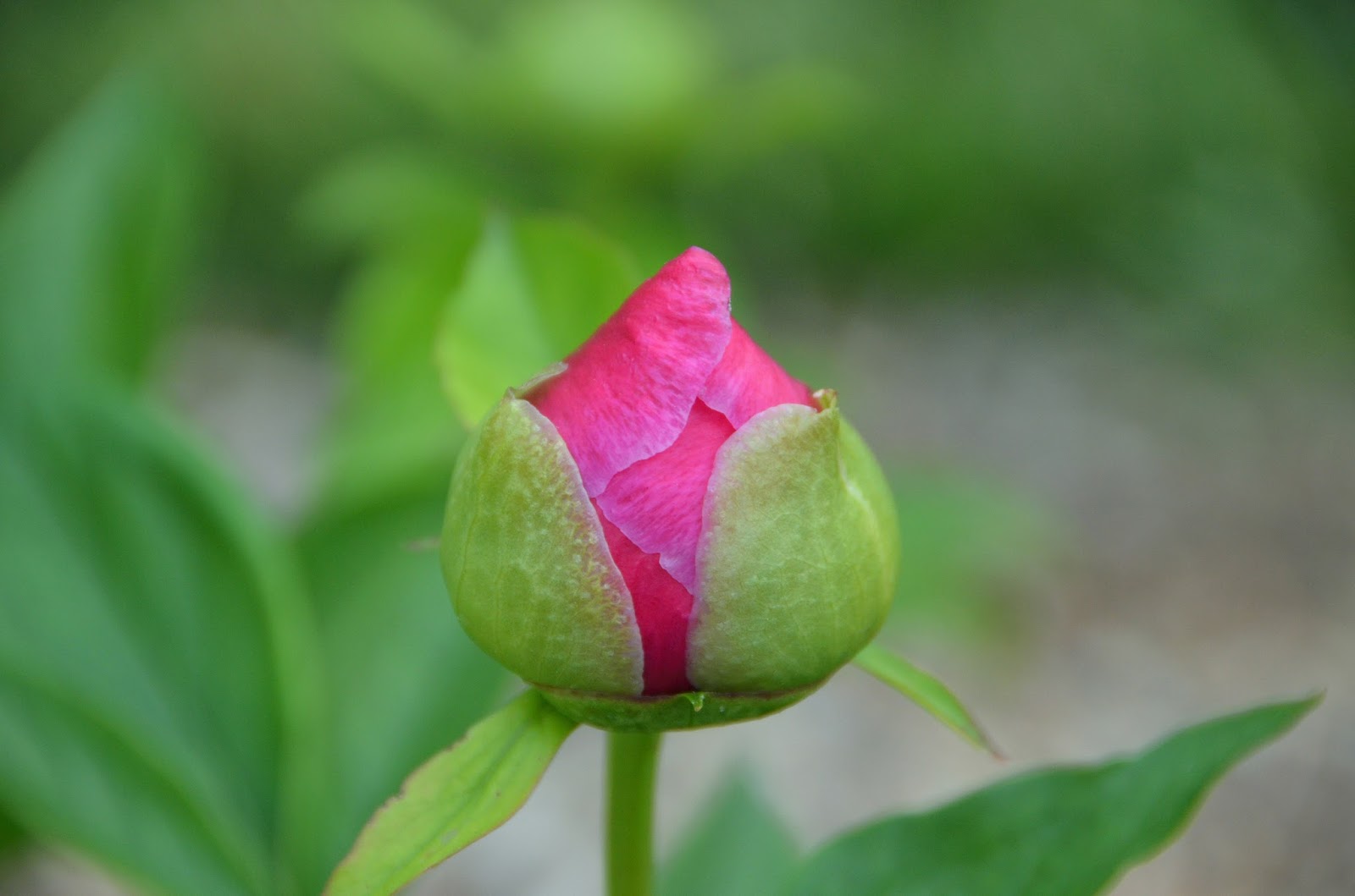 Southern Peony: 2016 Herbaceous Peony Buds