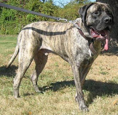 American Mastiff Puppies