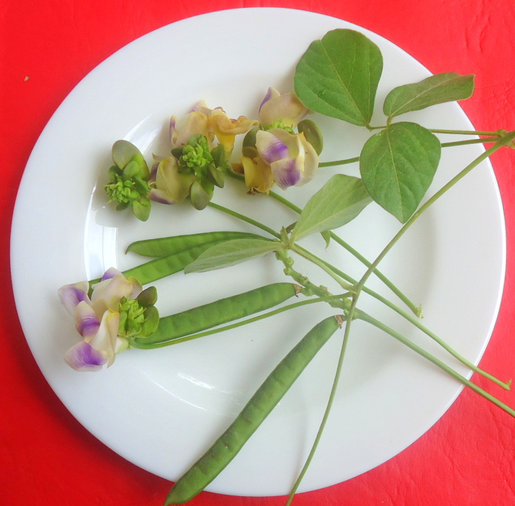 v e r d e c h a c o: Porotillo / Frijol cimarron