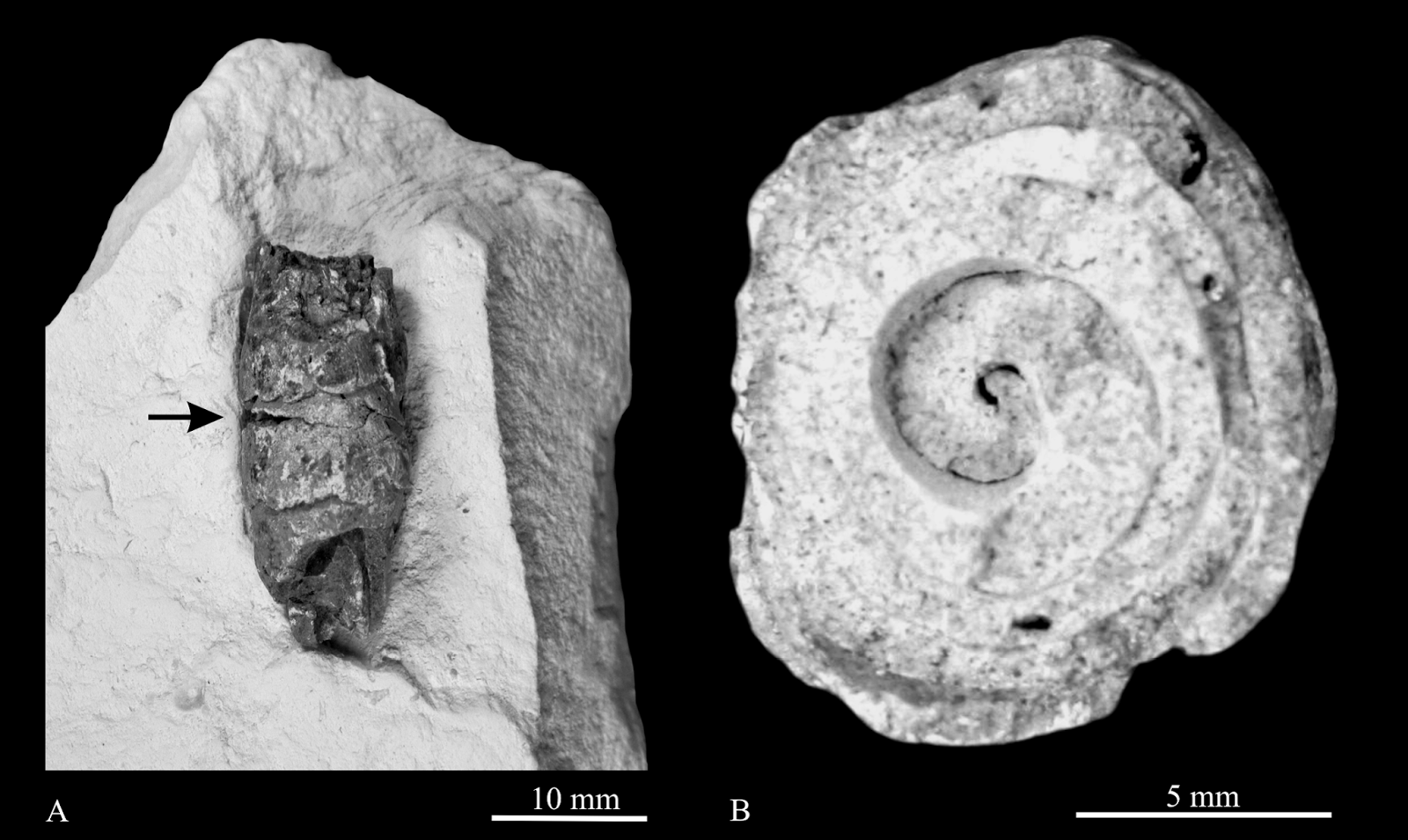 Paleontología y Evolución en la UCM: Coprolitos. Around the world