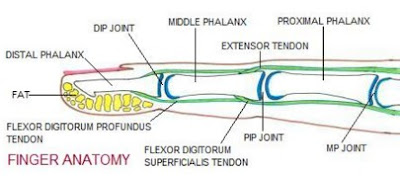 Anatomi Jari Tangan - Jari Tangan Kaku Kesemutan dan Sakit