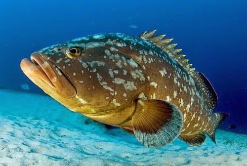 Pesca en Tossa de Mar: Peces de Roca - Mero
