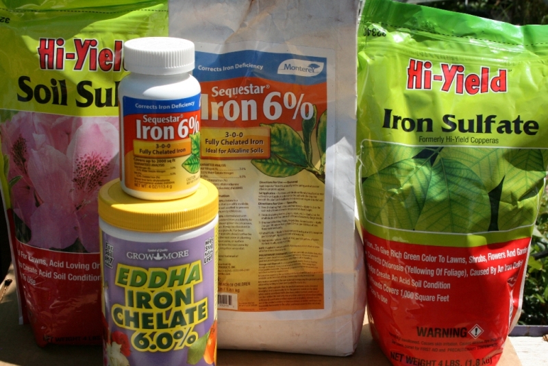 The Flower Bin: Treating Iron Chlorosis in Trees