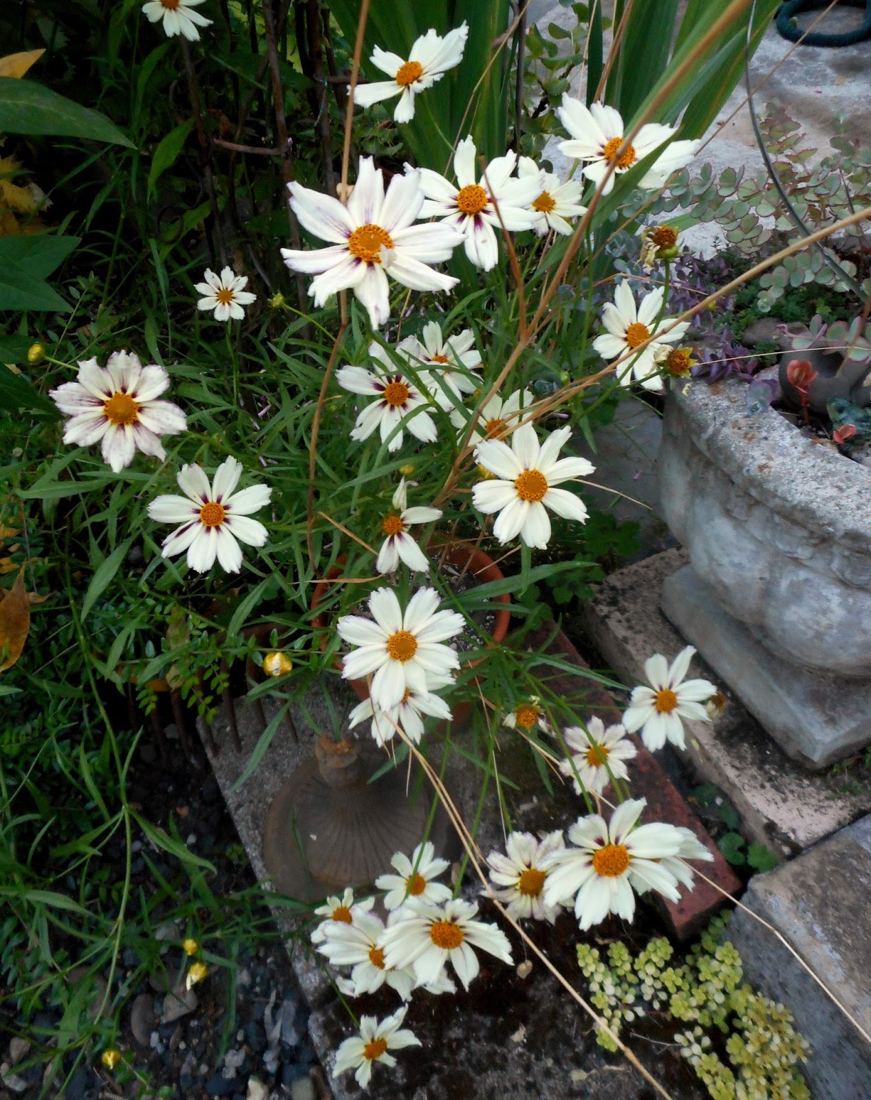 Gardening With Grace: Pleasant Surprises