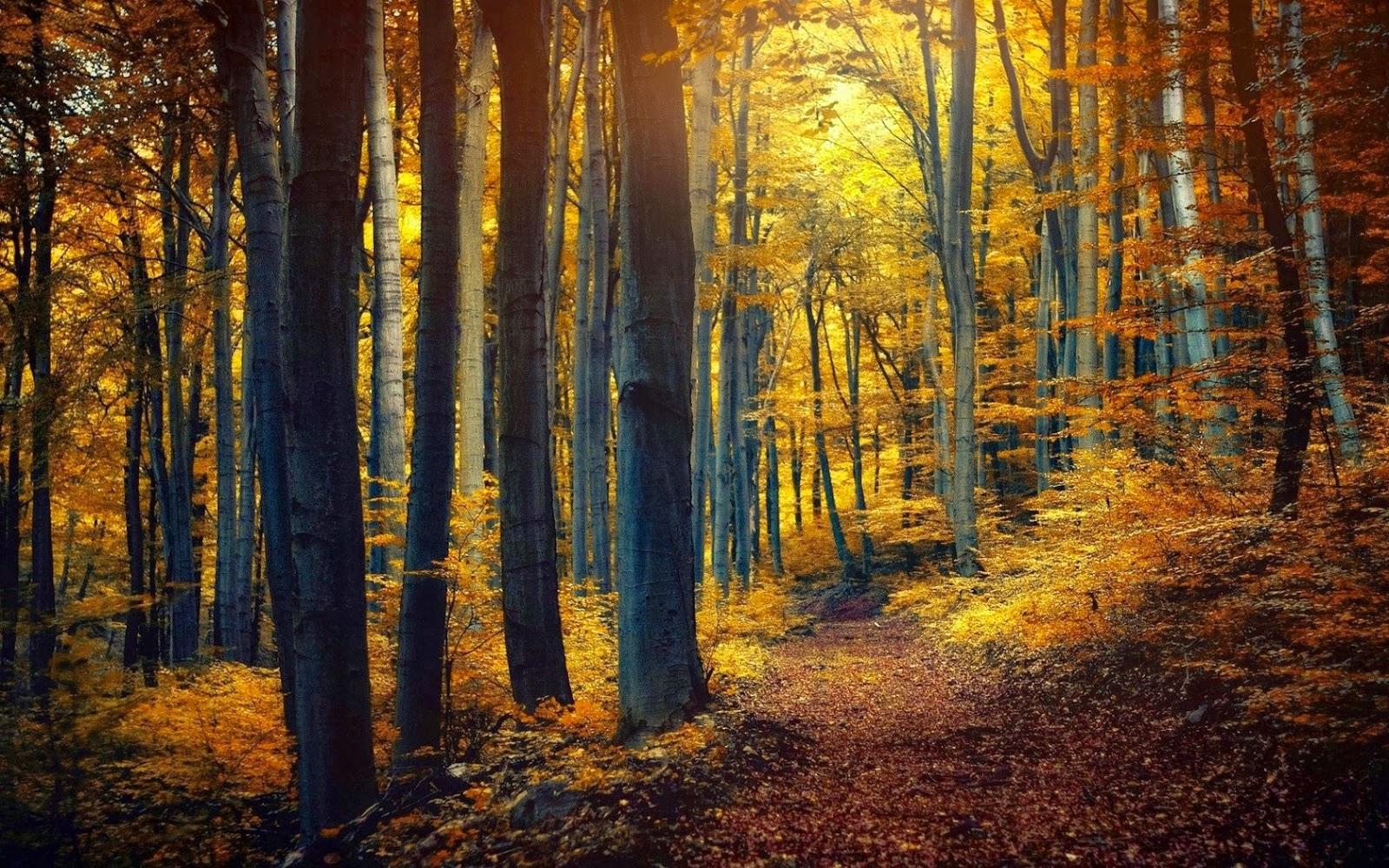 Mooie herfst wallpapers | HD Wallpapers