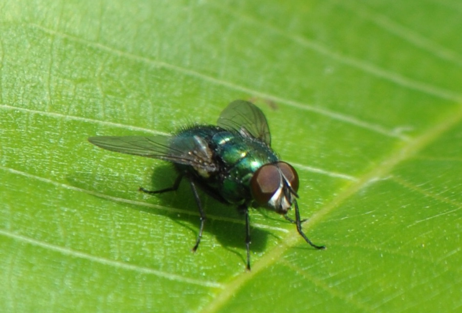 ZOOTOGRAFIANDO (6.100 ANIMALS): MOSCA VERDE (Phaenicia sericata)