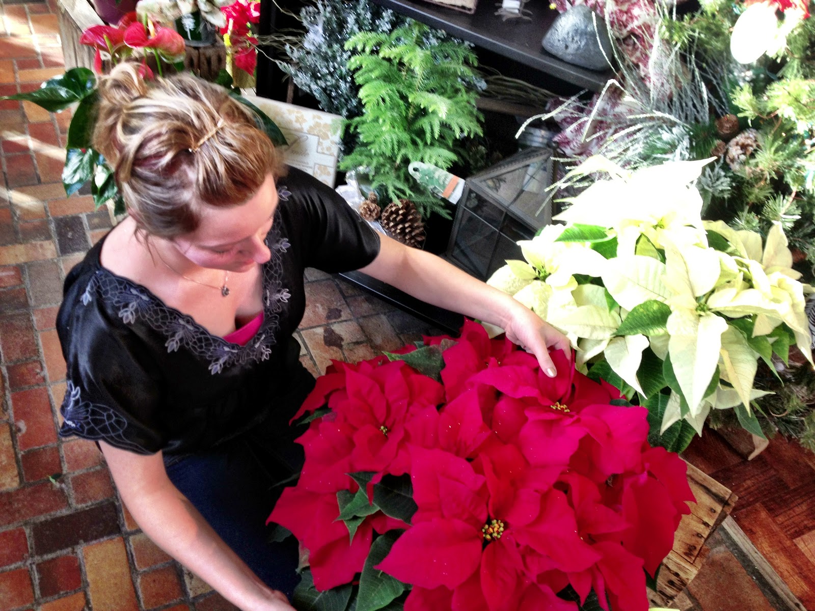 Bank of Flowers: How to take Care of a Pointsettia