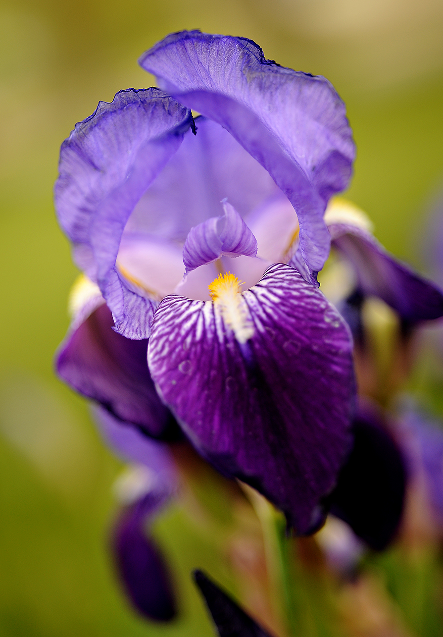 Ann Hepworth Photography: May Flowers