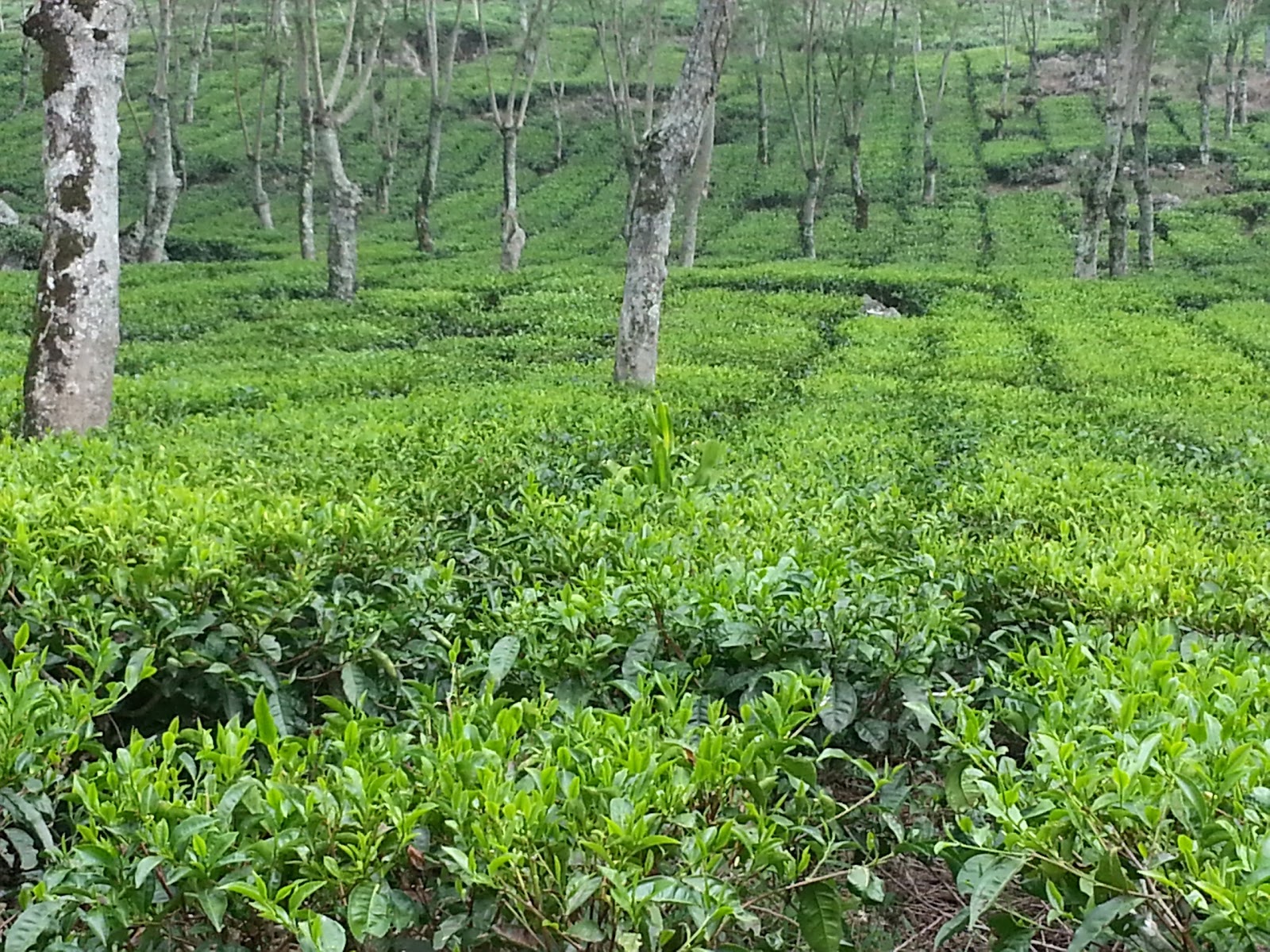 Tea in the ancient world: Wonosari plantation Indonesian green tea
