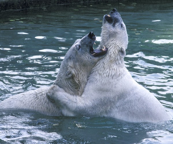 The Intrepid Tourist: BEIJING ZOO and PEKING DUCK, Beijing, China (Day 5)