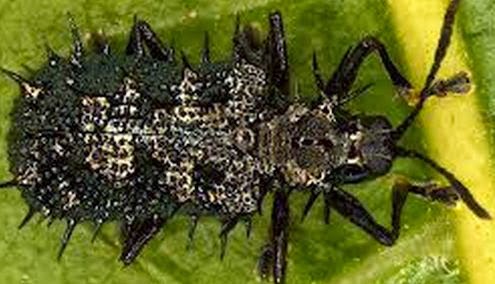 AGRICULTURE AND AGRICULTURAL INFORMATION: Insect Pest Of Rice: Rice Hispa