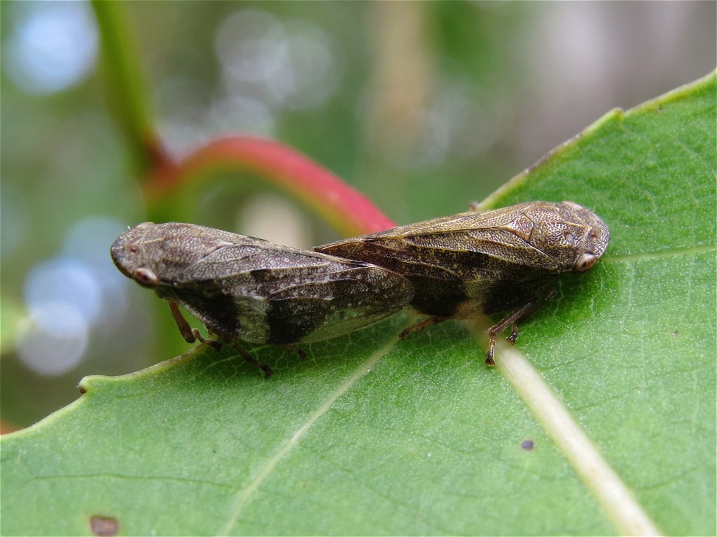 The Natural Stone: TL0894 insects