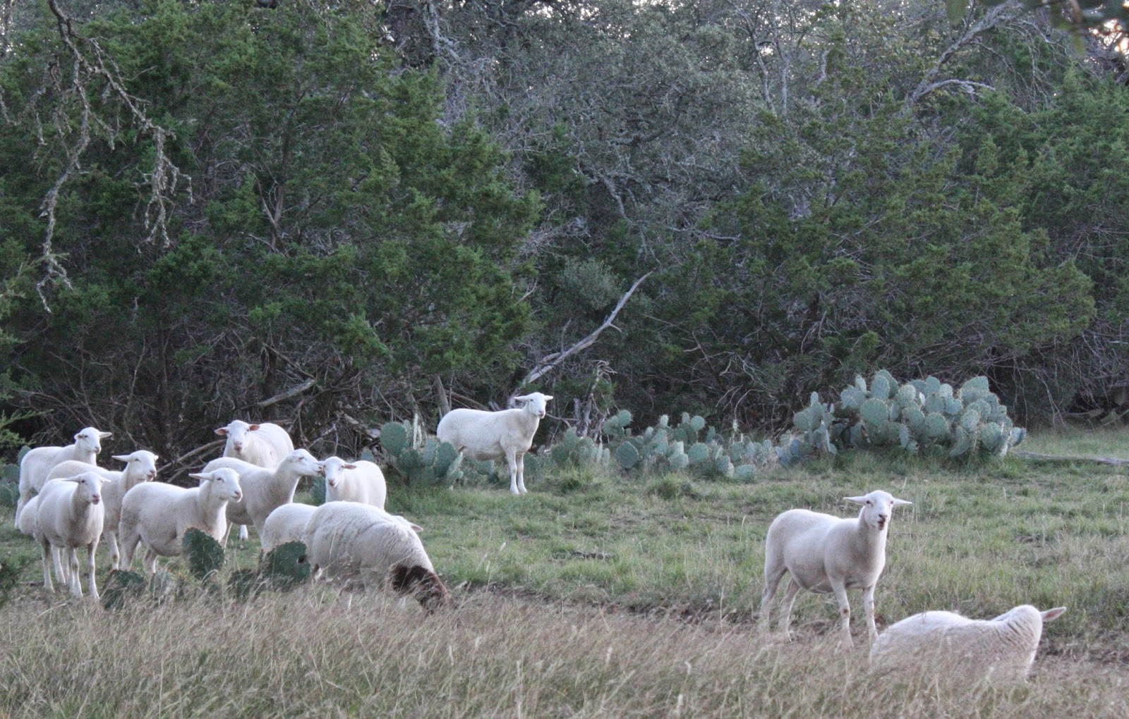 Central Texas All Natural Grass-Fed Lamb: Rams, Commercial Ewe Lambs ...