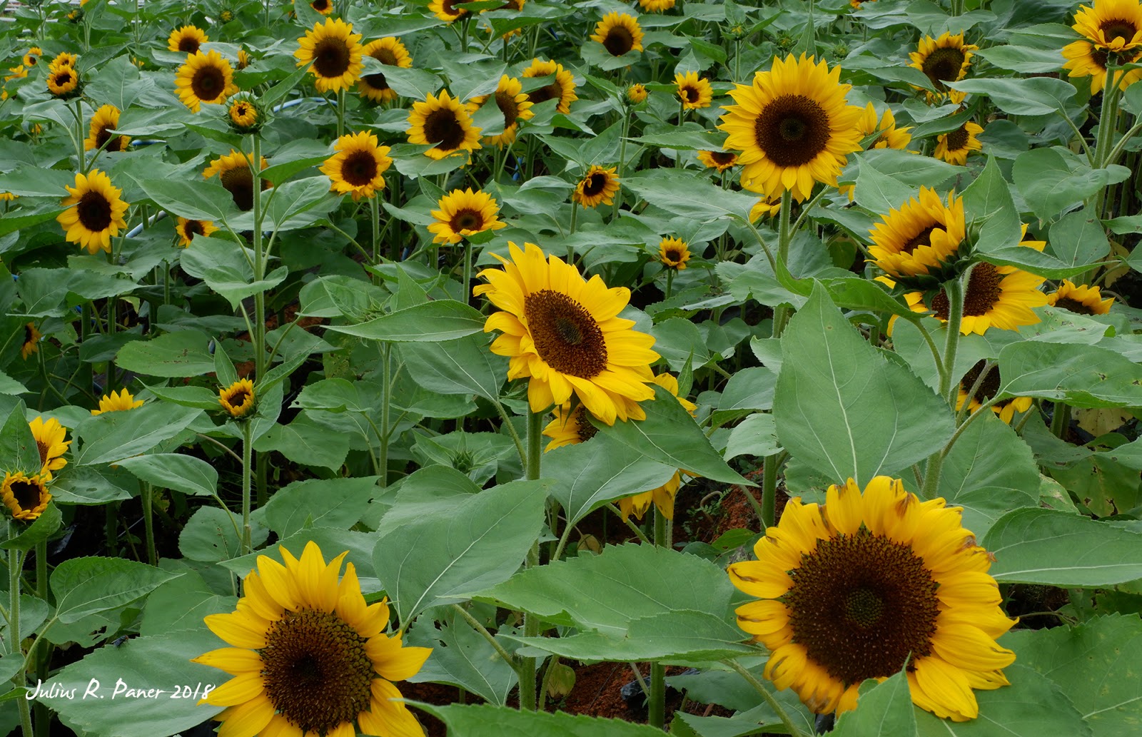 LOGSAC: BEMWA Farm underscores healthy option and countryside Davao ...