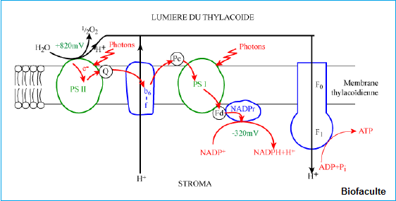 Photosynthèse ( Définition - schéma - animation) | Bio faculté