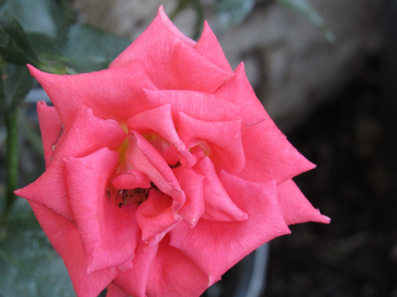 Garden Musings: Secret to Growing Perfect Roses