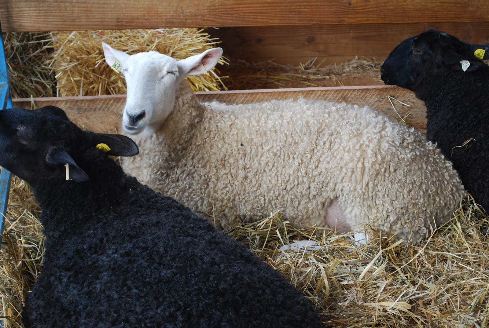 Your Roots Are Showing: I Can’t Pull The Wool Over Your Eyes