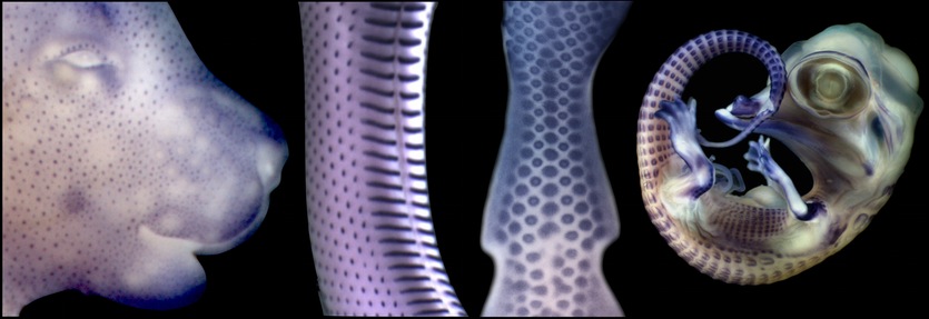 EL JOVE PALEONTÒLEG: Un origen compartit per a pèls i plomes.