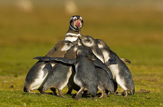 THE WORLD GEOGRAPHY: 12 Countries Where Penguins Are Native