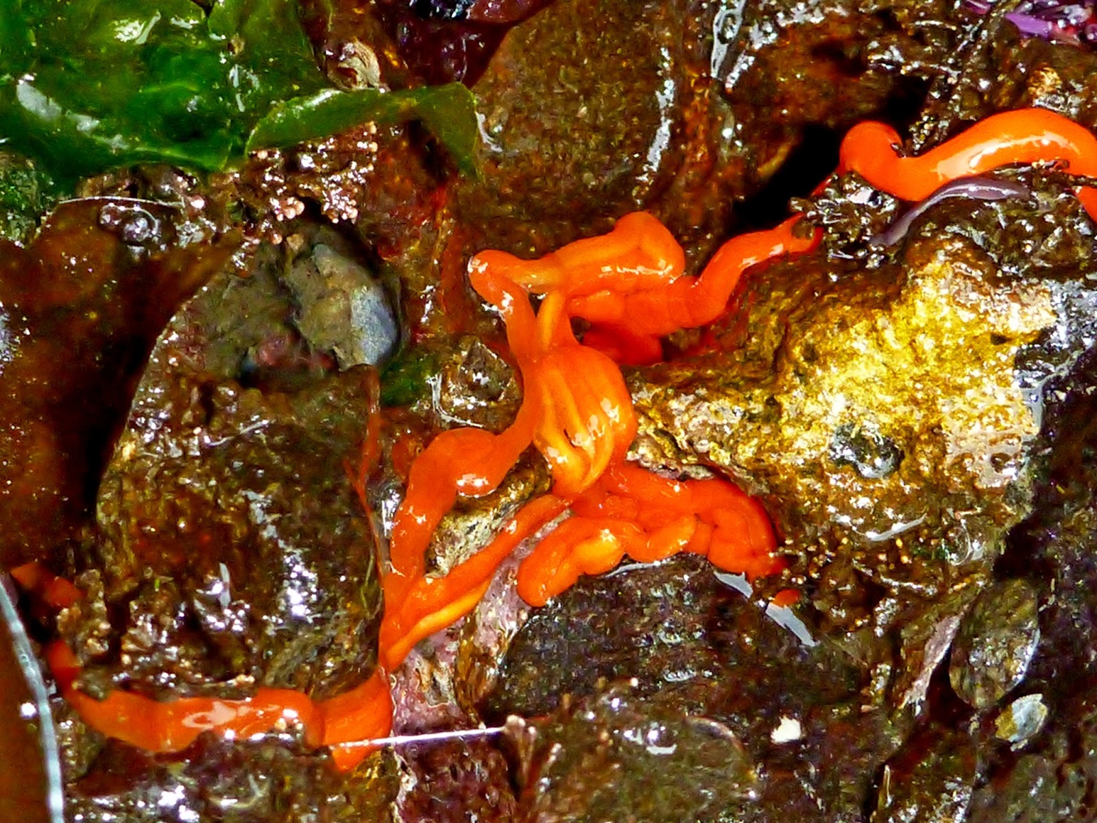 Buzz's Marine Life of Puget Sound: Tongue Point June 2013