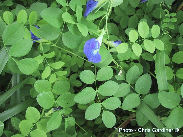 Penghobi Kelinci Malang: Hijauan Pakan Kelinci