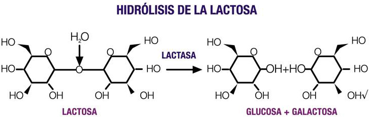 Biología divulgativa: ¿Por qué es importante la lactasa? La base ...