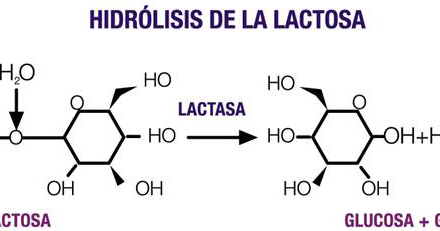 Biología divulgativa: ¿Por qué es importante la lactasa? La base ...