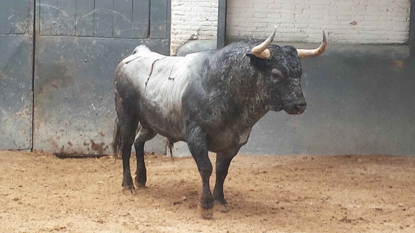 Del Toro Al Infinito El Toro Vuelve A Las Ventas El Domingo 21