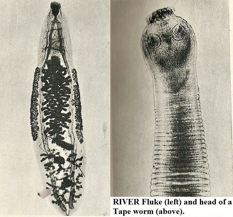 Brane Space: Alien River Flukes Take Over S. Florida