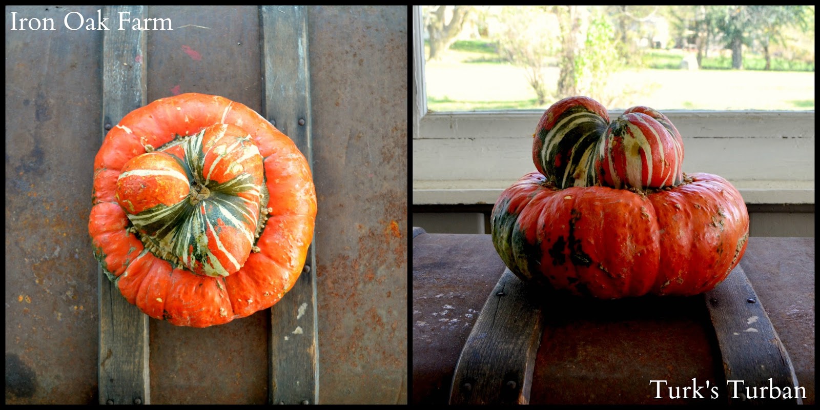 Iron Oak Farm: Pumpkins, Squashes and Gourds