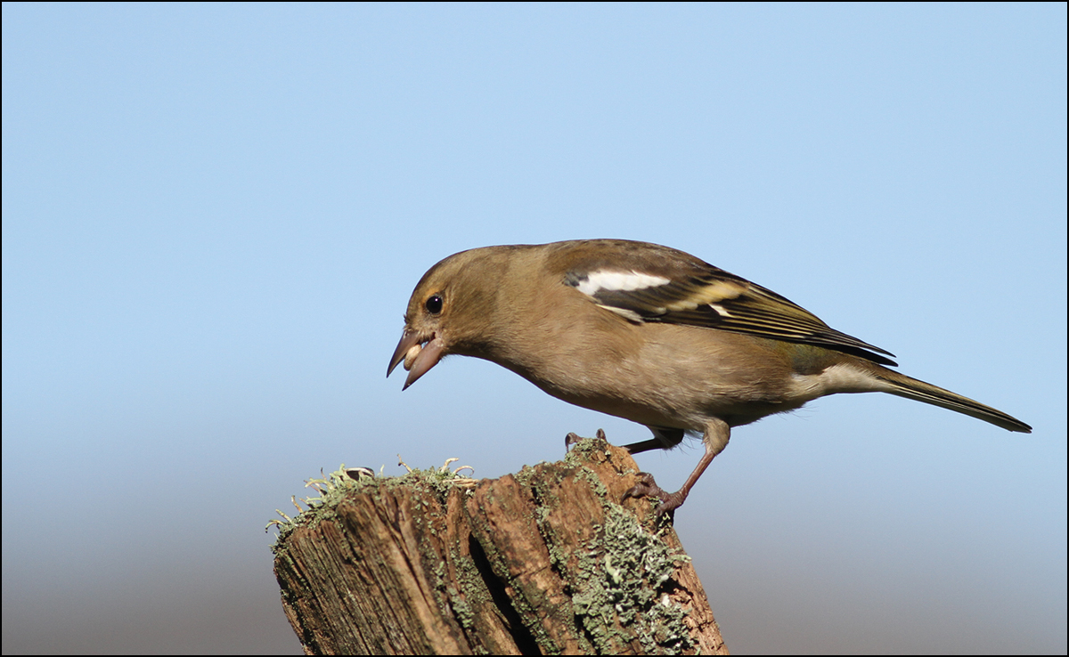 Natur og fotokunst: Spurveugle, Glaucidium passerinum
