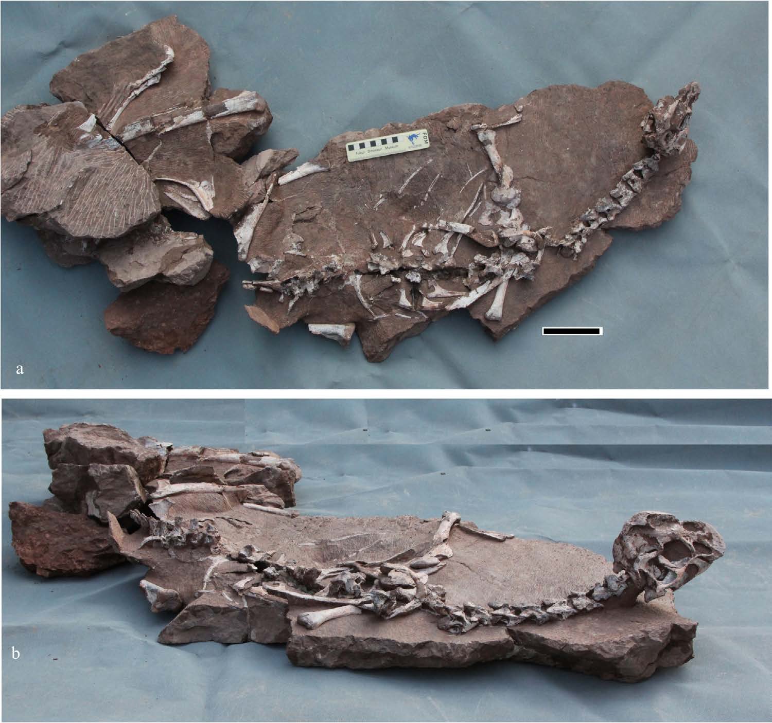 Sciency Thoughts: Tongtianlong limosus: A new species of Oviraptorosaur ...