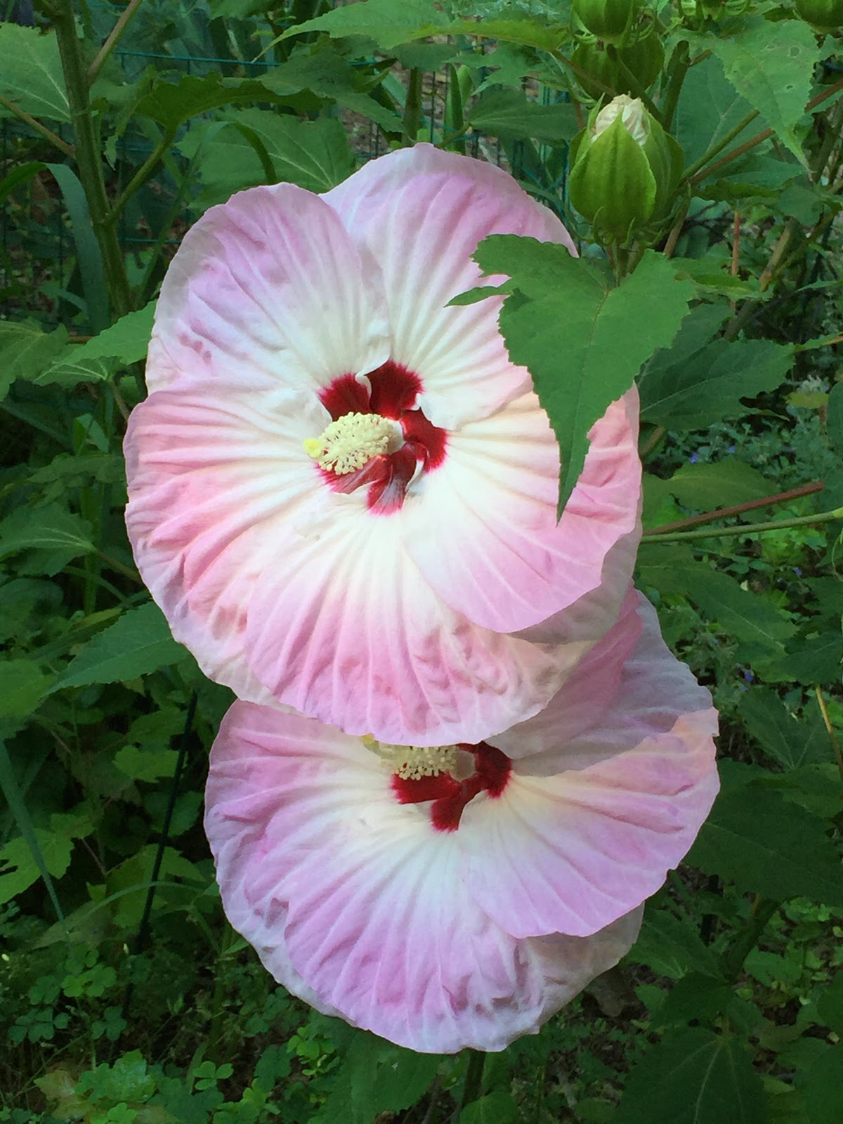 The Phytophactor: Friday Fabulous Flower - rose mallow