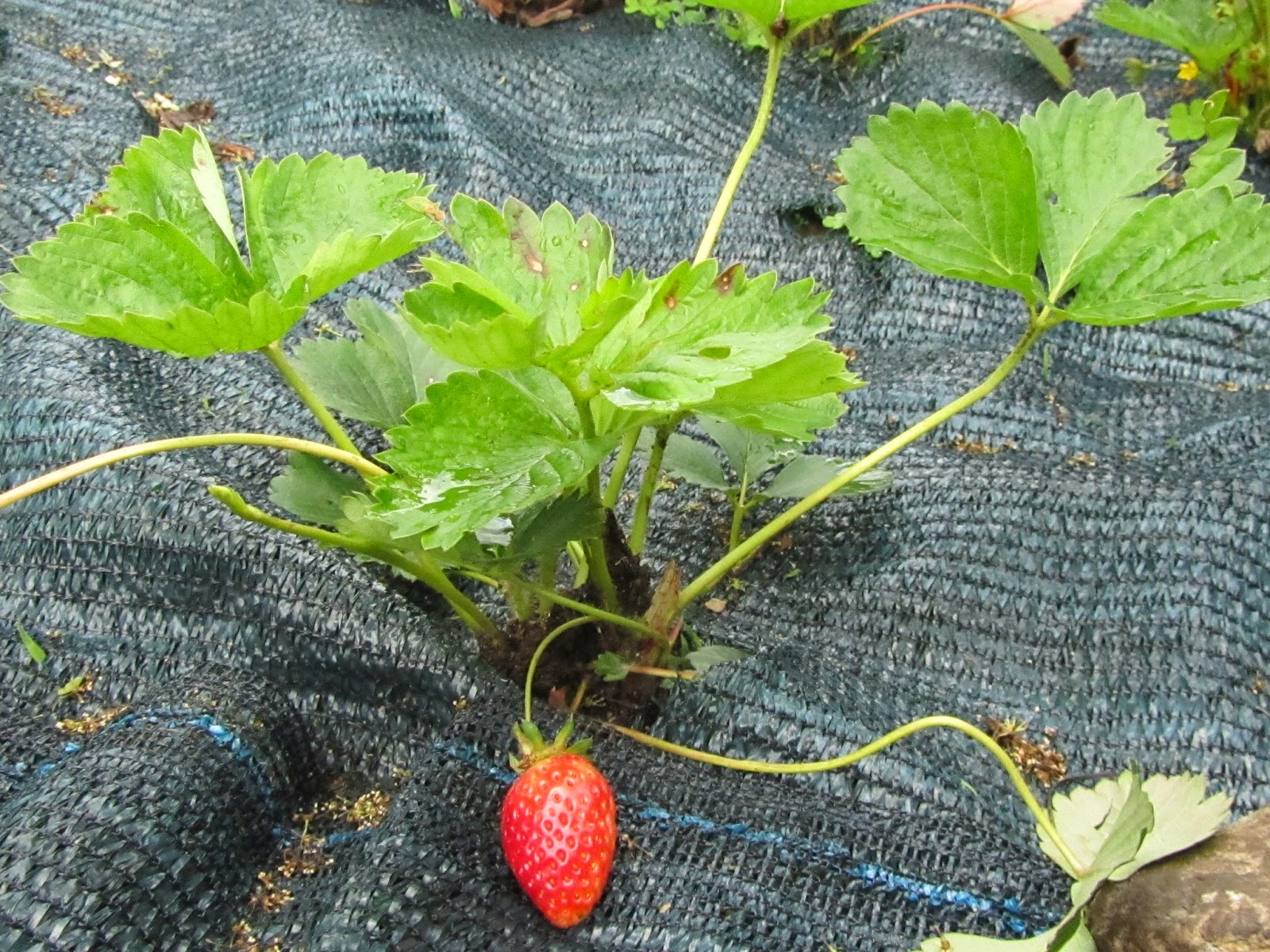 Come Coltivare le Fragole (Fragaria sp.) | Il Gusto Della Natura