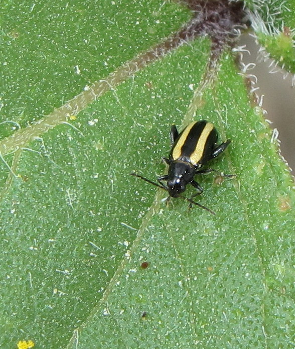 Bug Eric: More Insects From Sunflowers
