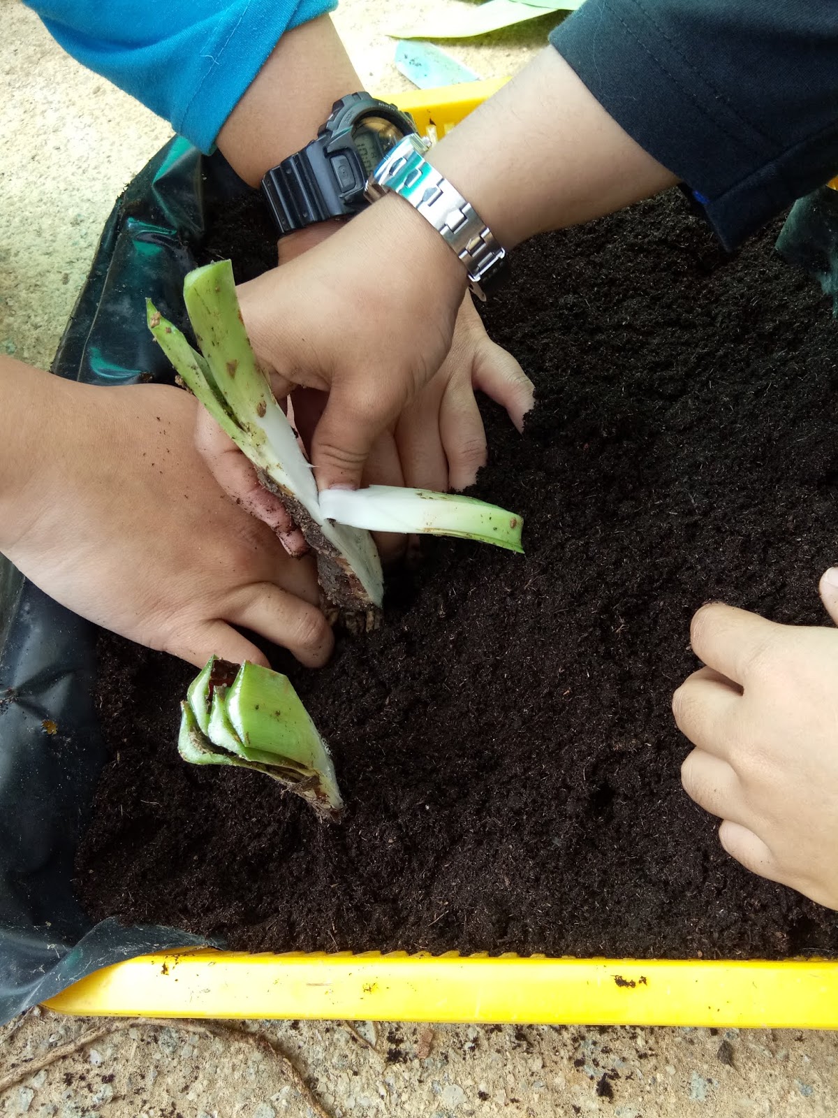 PEMBIAKAN DAN PENGURUSAN TANAMAN: PEMBIAKAN TUMBUHAN SECARA VEGETATIF